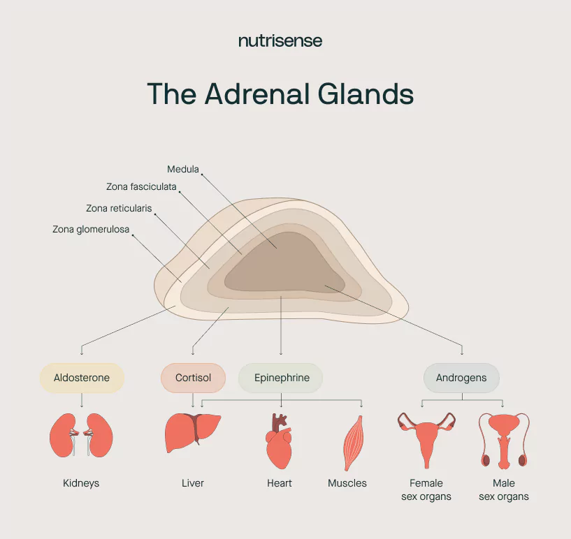 Is Adrenal Fatigue Real Nutrisense Journal Is Adrenal Fatigue Real Nutrisense Journal